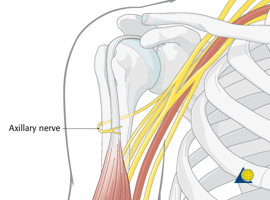 Axillary nerve anatomy | phemcast